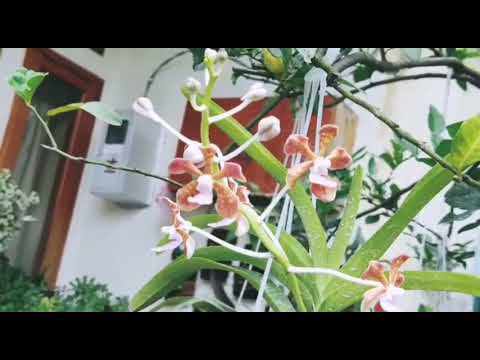 dapat testi dari Pelanggan vanda limbata berbakti juga