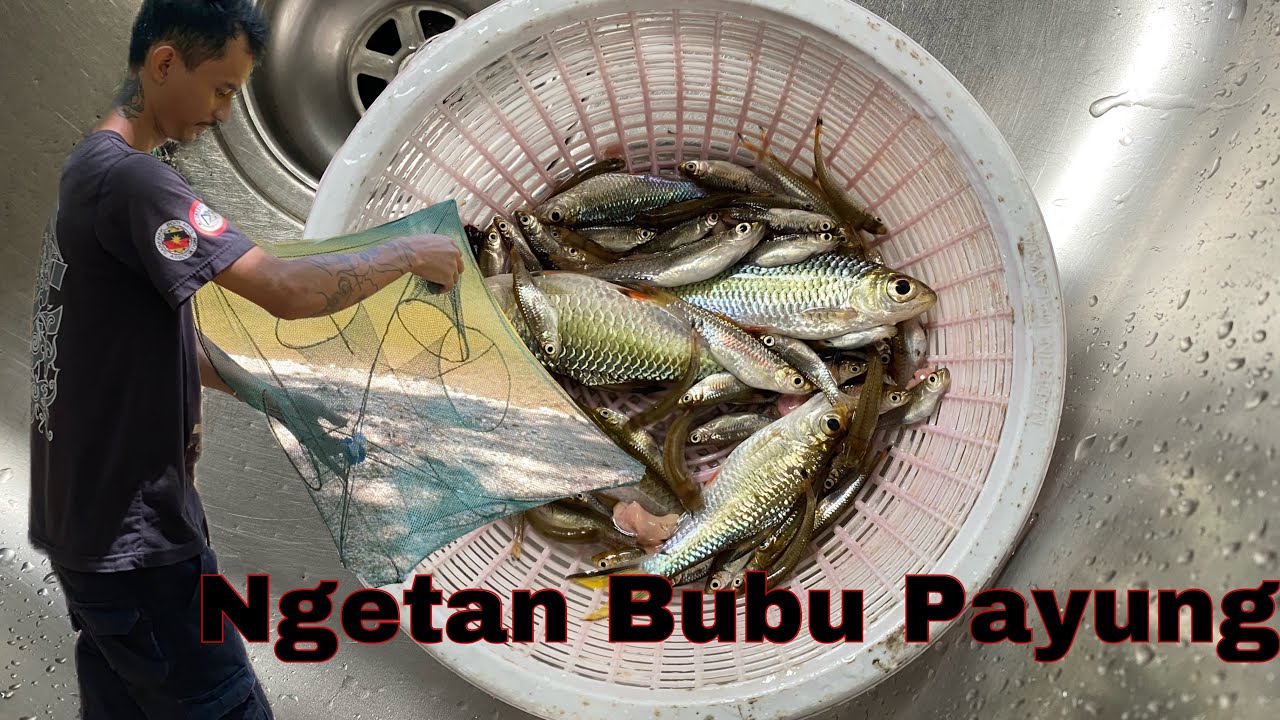 Weekend Activity With Love | River Fishing | Using "Bubu Payung ...