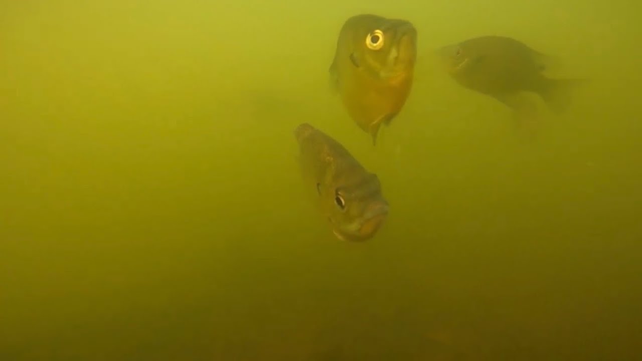 THE FISH HIGHWAY EP. 2 (UNDERWATER VIDEO!) - YouTube