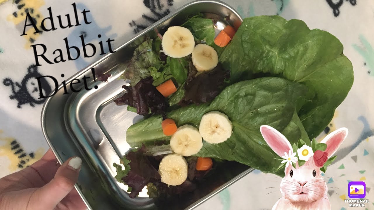 ADULT rabbit diet check description - YouTube