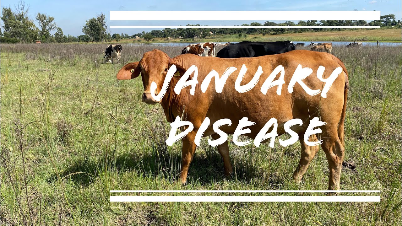 How to treat and prevent January disease(Theileriosis) - YouTube