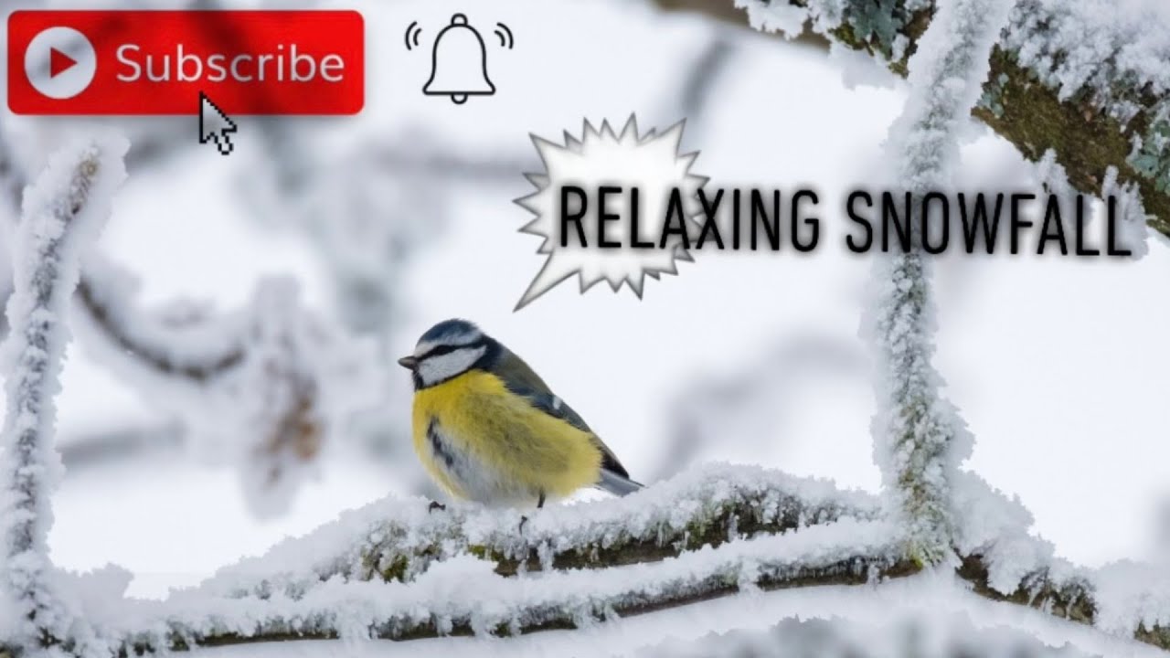 Relaxing Snowfall Snowstorm Breeze for Sleep and Relaxation - YouTube