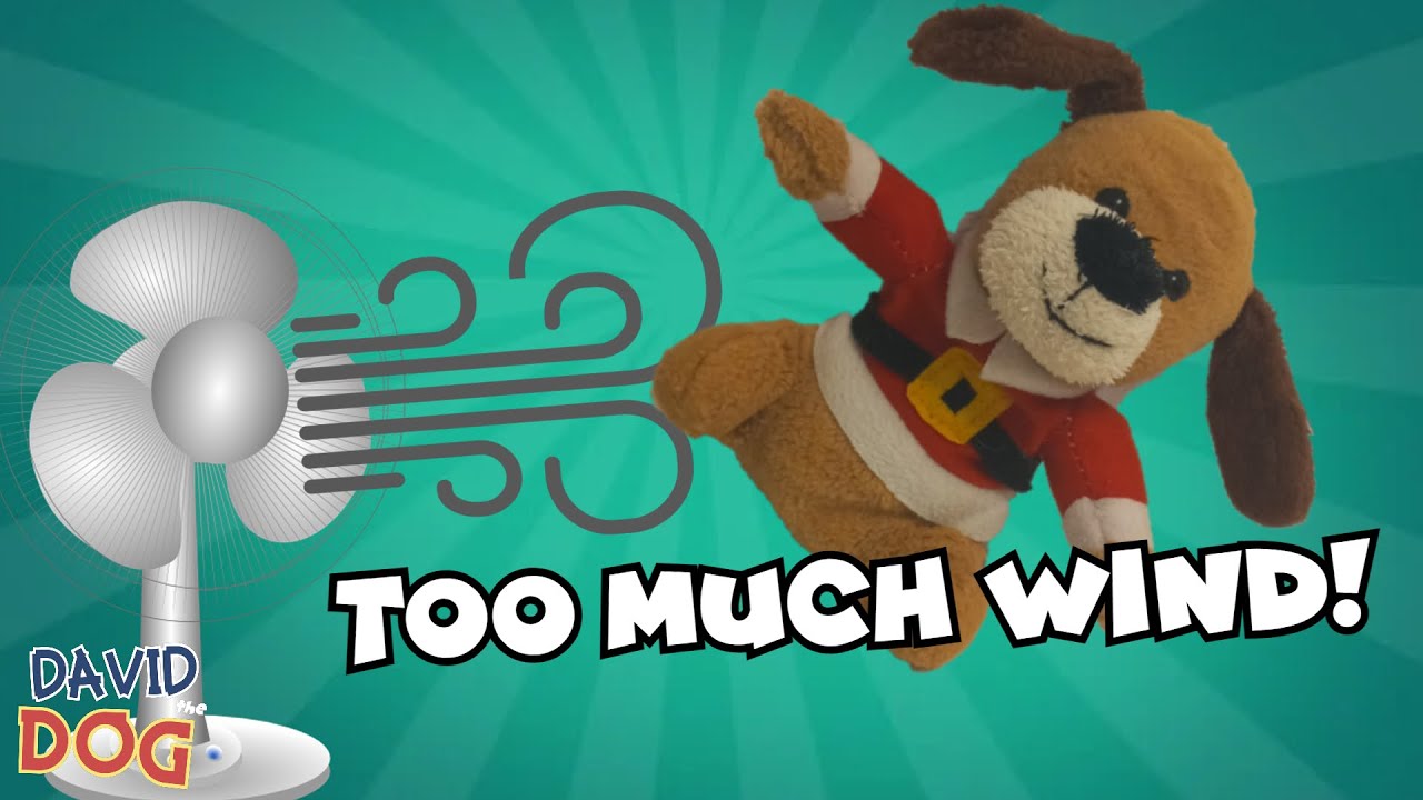 Too Much Wind! 💨 - David the Dog - YouTube