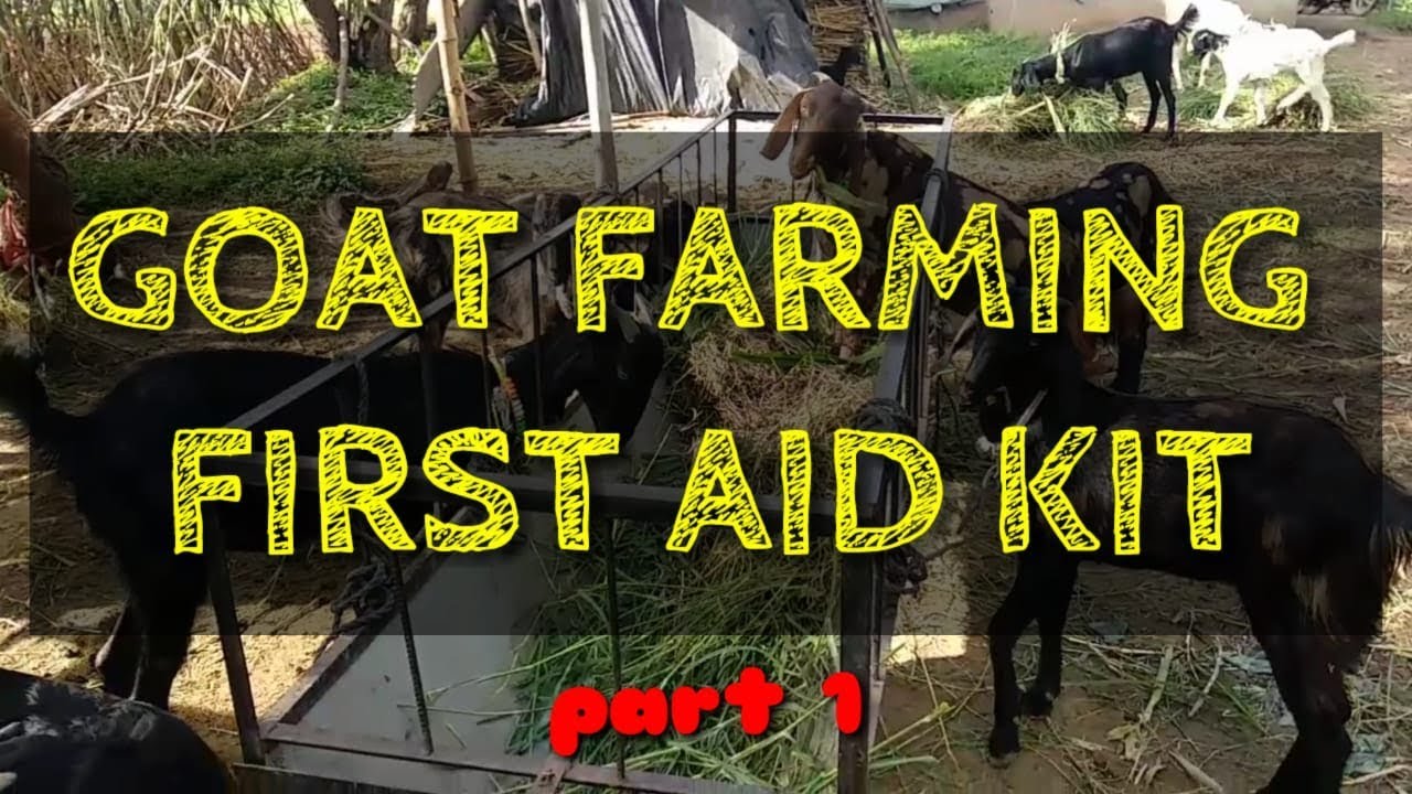 FIRST AID KIT ON GOAT FARM (बकरी फार्म पे प्रथम उपचार बॉक्स ) - YouTube