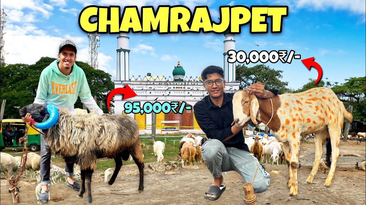 Bangalore Chamrajpet Sheep Market 2025 | Chamrajpet Bakra Mandi 2025 ...