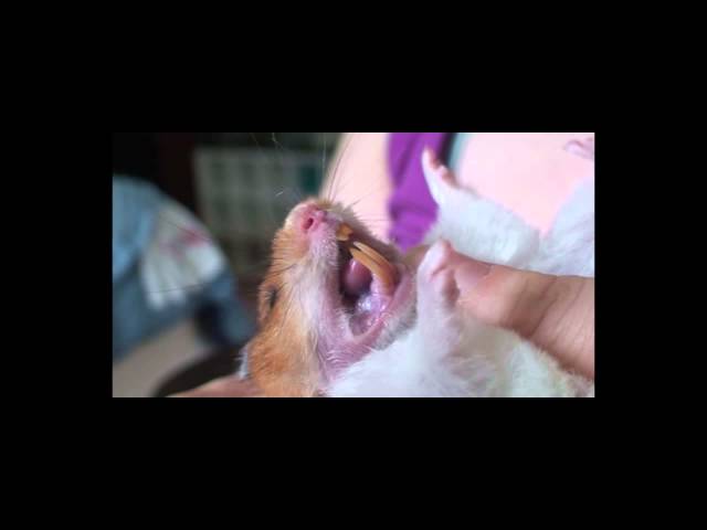 Hamsters Teeth