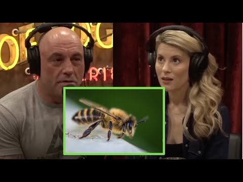 North American Honey Bees 🐝 🍯 (Joe Rogan & Erika Thompson) - YouTube