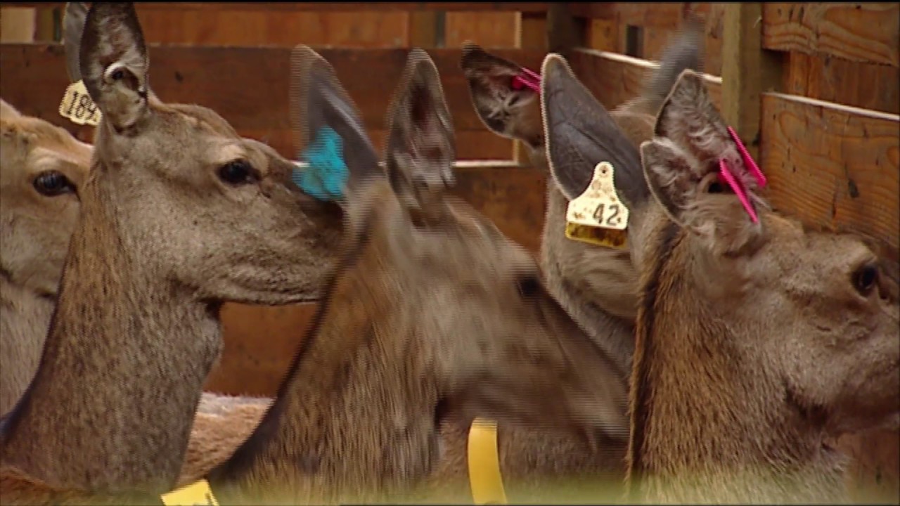 AgResearch Deer Growth Study - YouTube