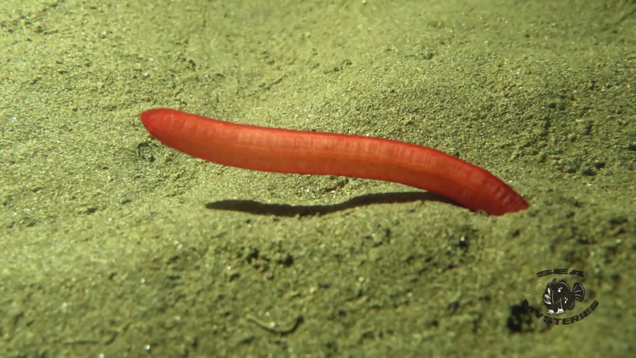 Weird Sea Worm swimming in depth!!! - YouTube