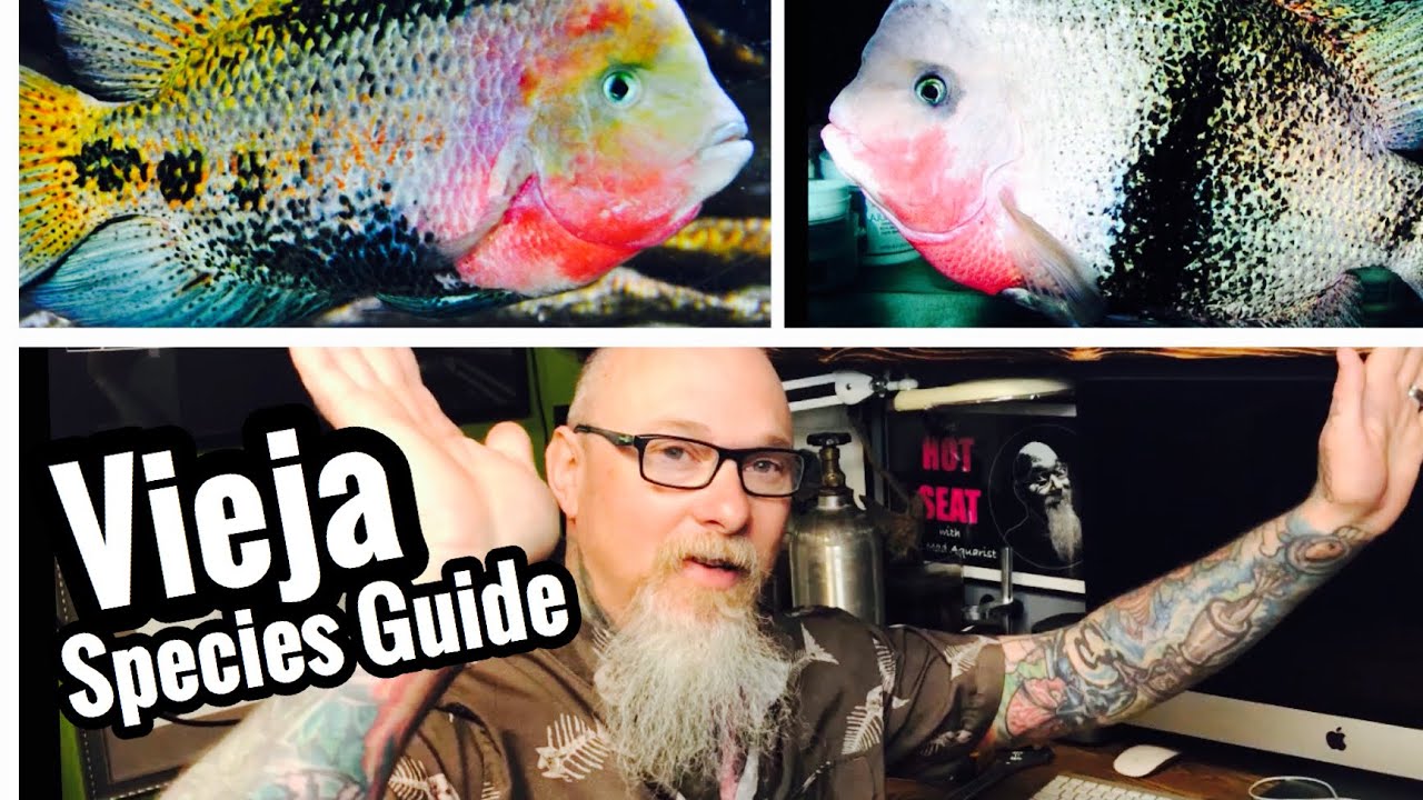 Vieja Cichlid Fish Species & Types - YouTube