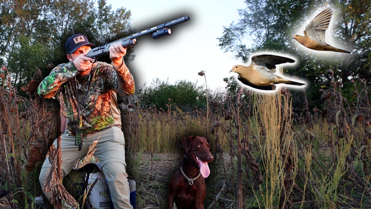 20 Gauge Dove Hunt In MY SUNFLOWER FIELD! - YouTube