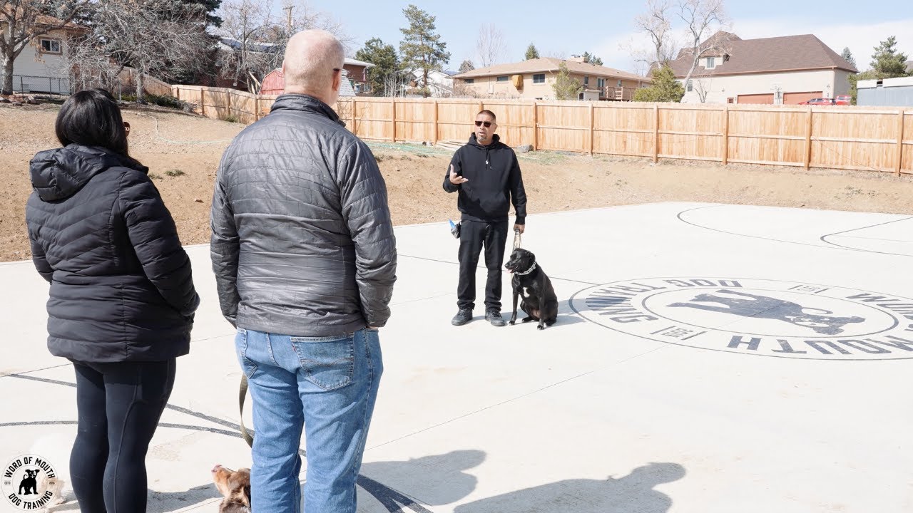 One-on-One Dog Training - YouTube