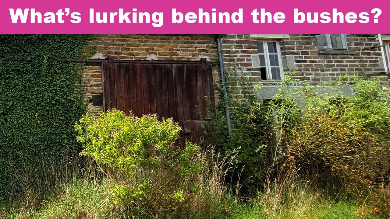 What's lurking behind the bushes? - YouTube