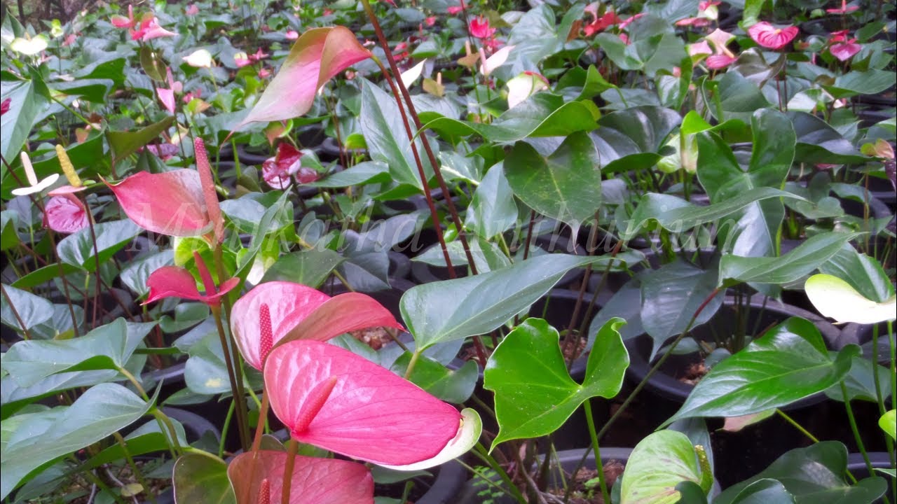 Anthurium mal wagawa මිහිකත ඇන්තුරියම් - YouTube