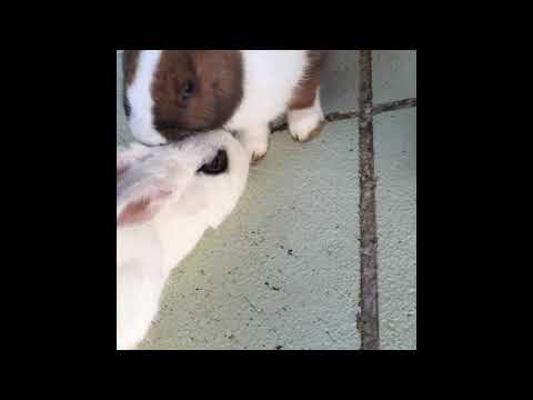 rabbit boy licking rabbit girl- flattering