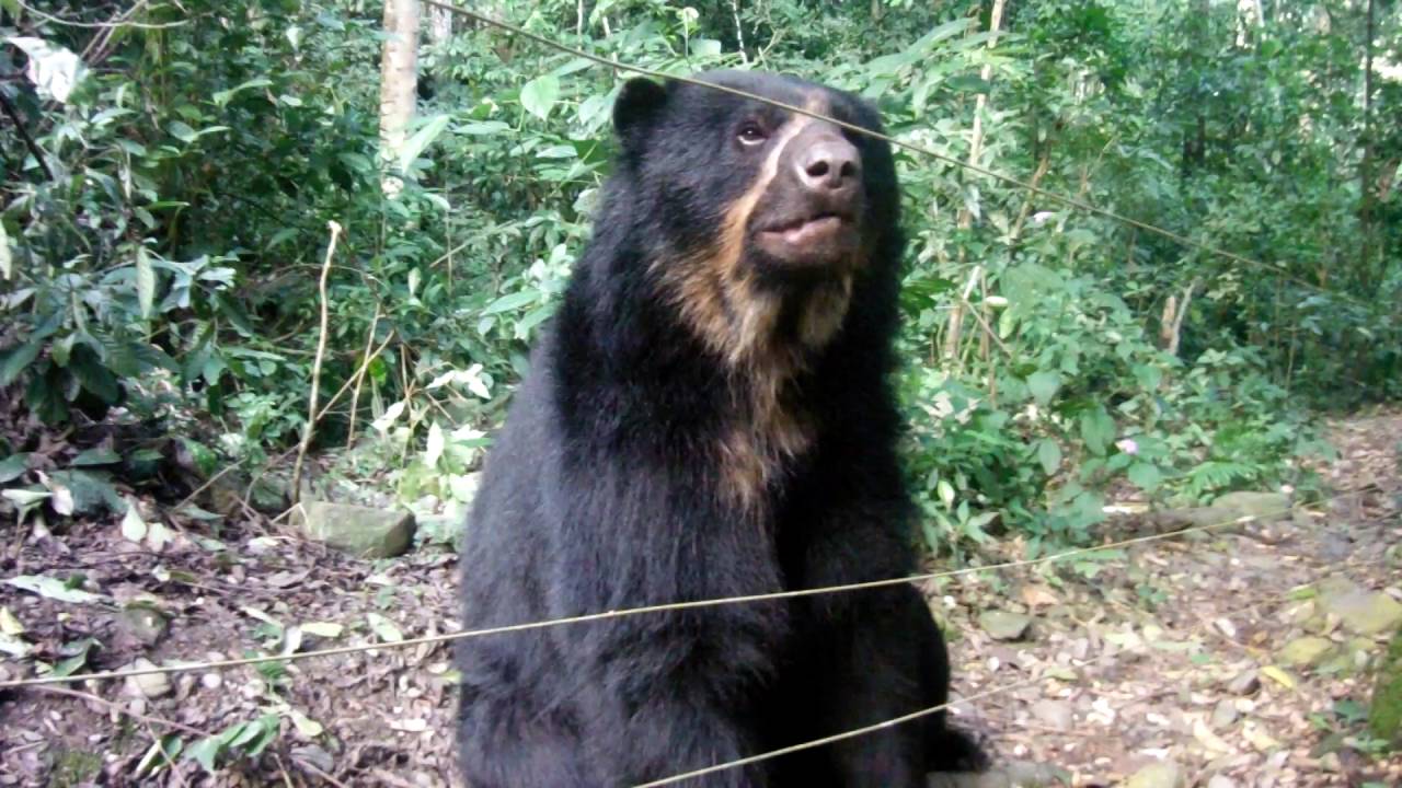 Spectacle bear in Bolivia - YouTube
