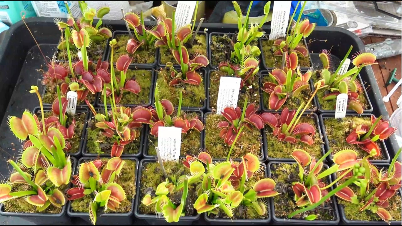 100s of Flies vs. Hungry Venus Flytraps! (INSANE Feeding Frenzy!) - YouTube