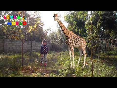 Zürafəni Yemlədim - Heyvanları Tanıyaq