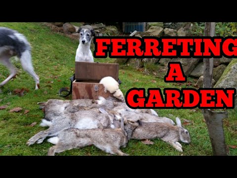 Ferreting in a Backgarden - YouTube
