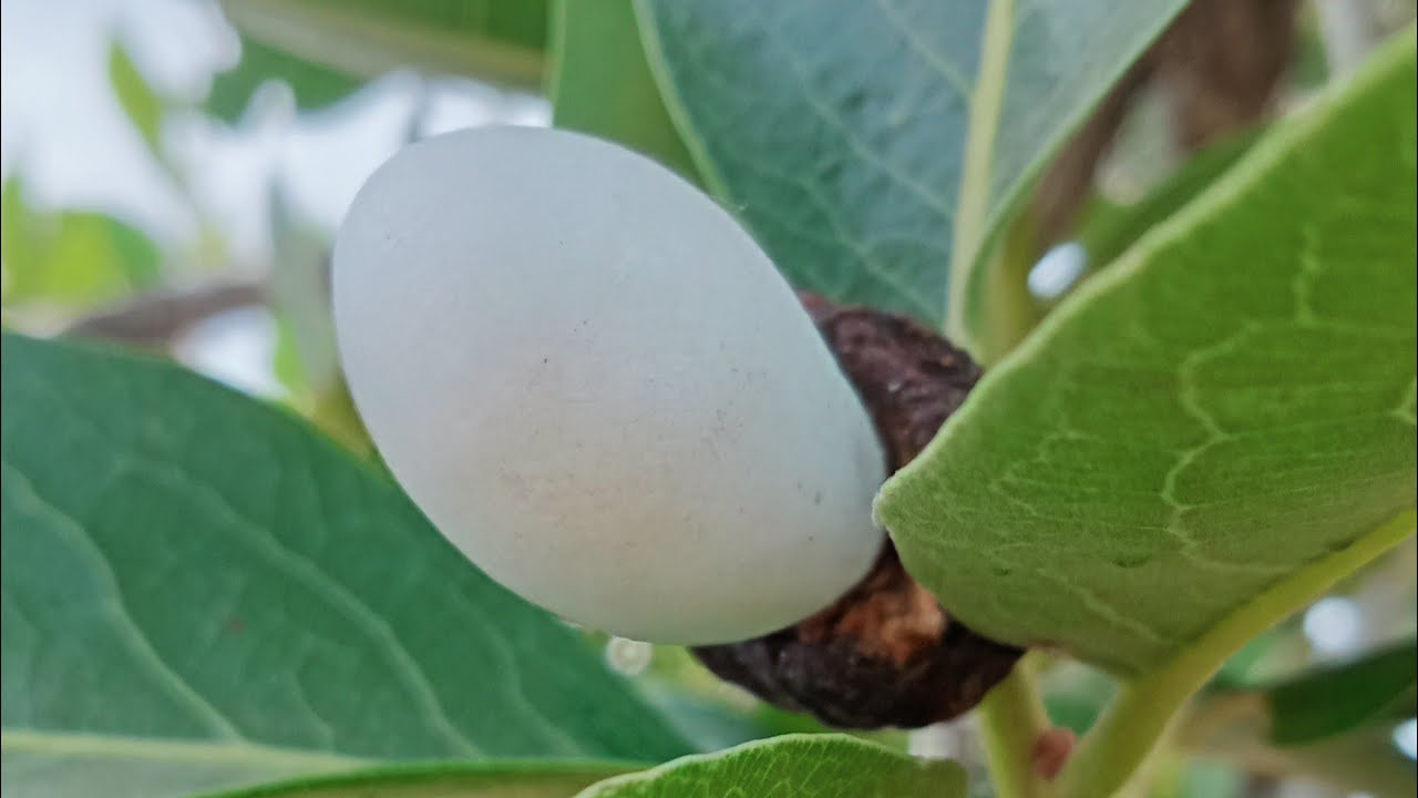 White Biba Seeds 📞🌿:- 9518520064 | Safed Bhilawa Ka Ped - YouTube