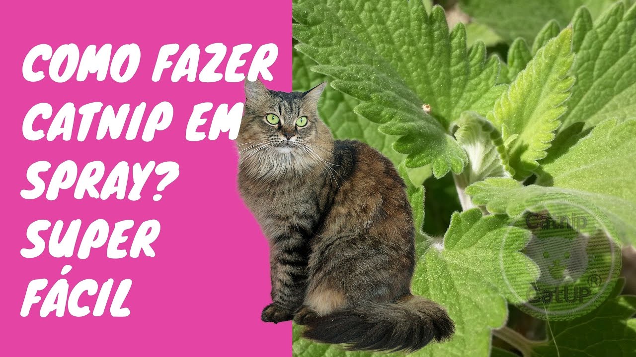 (CATNIP SPRAY) Como fazer erva-gateira em spray? SUPER FÁCIL - YouTube