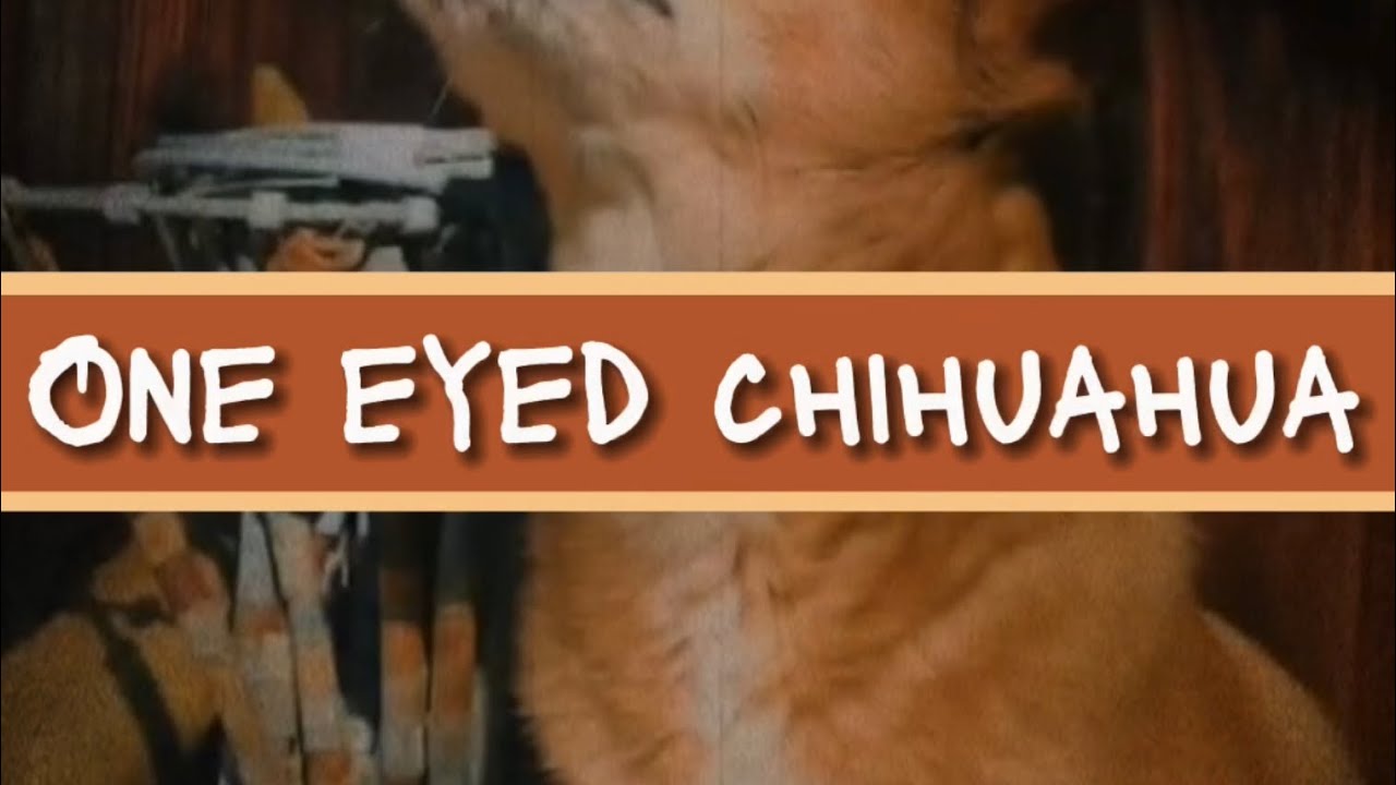 “Doodle’s theme song” 🔴 Favorite photos of Michele & Doodles - YouTube