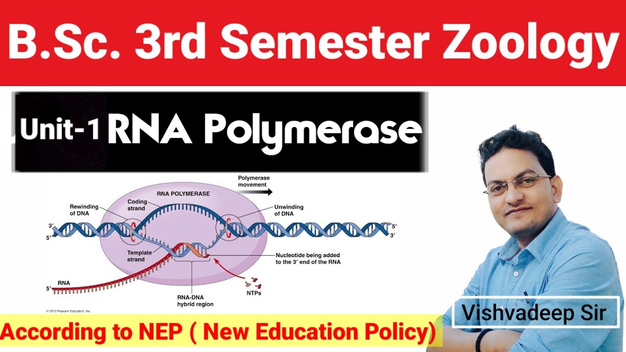 B.Sc. 2nd year 3rd Semester|zoology| #RNA_ Polymerase /Types of RNA ...