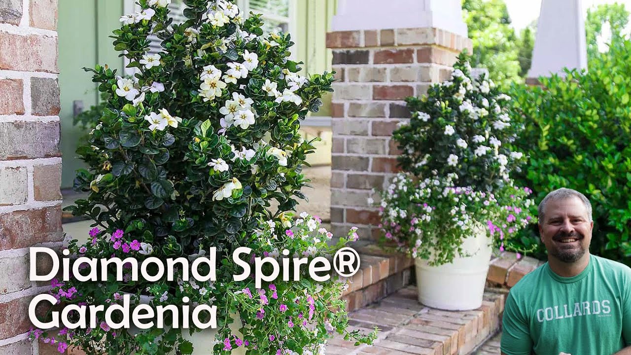 Diamond Spire® Gardenia - YouTube