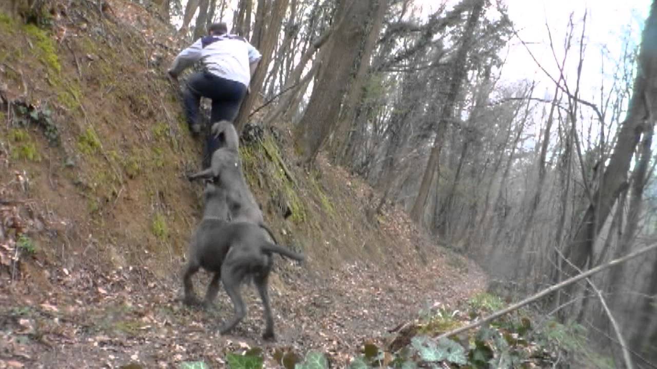 Walking with great danes - YouTube