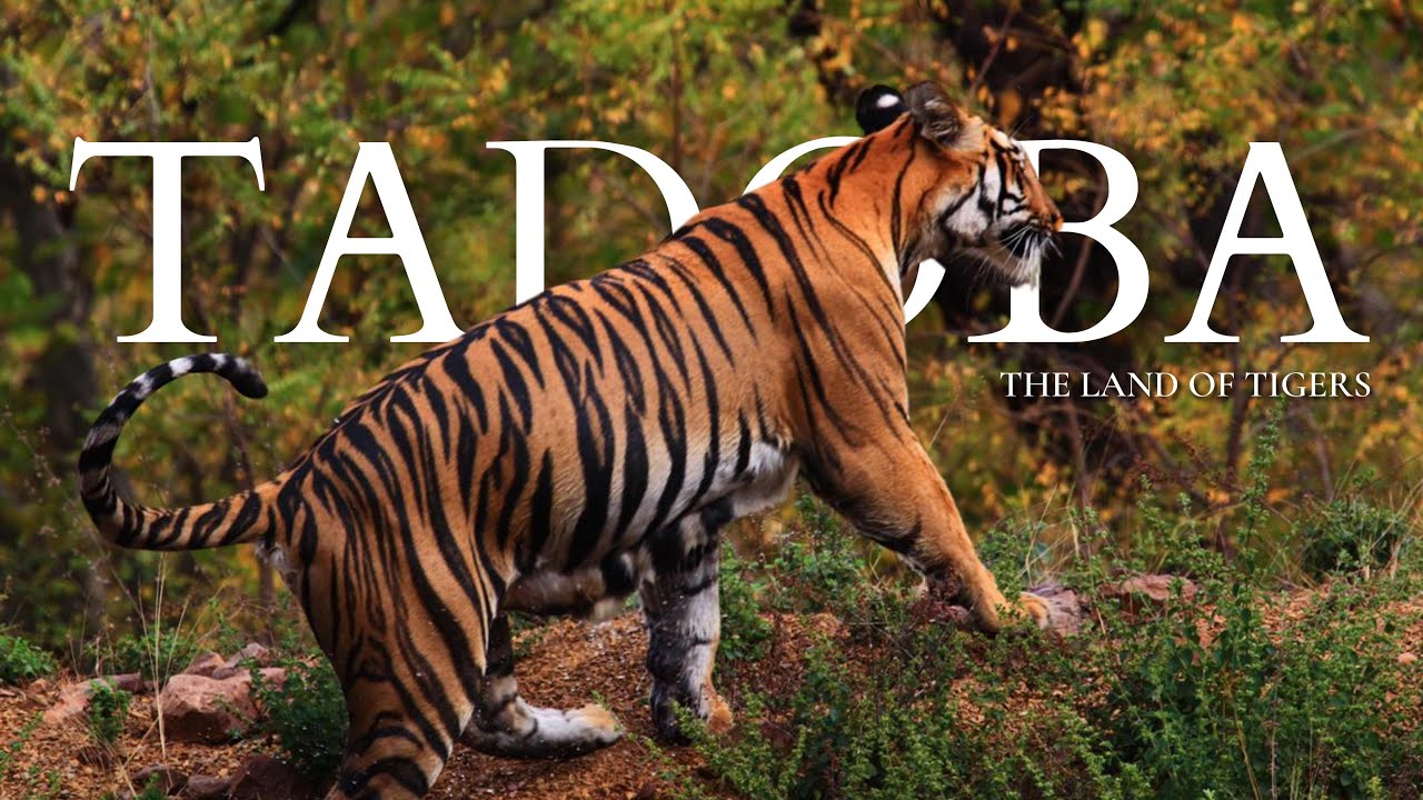 Discovering India's Magnificent Tigers: Exploring Tadoba Tiger Reserve ...
