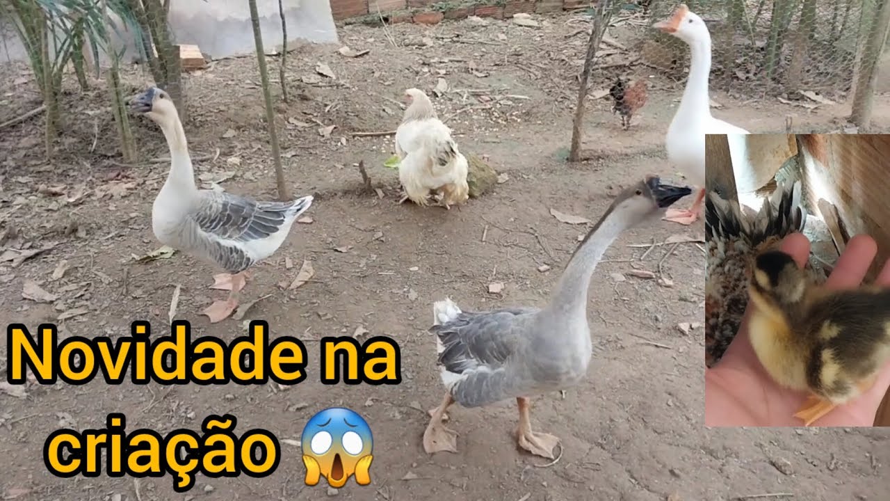 Como saber se o seu ganso africano é macho ou fêmea? nascimento de ...