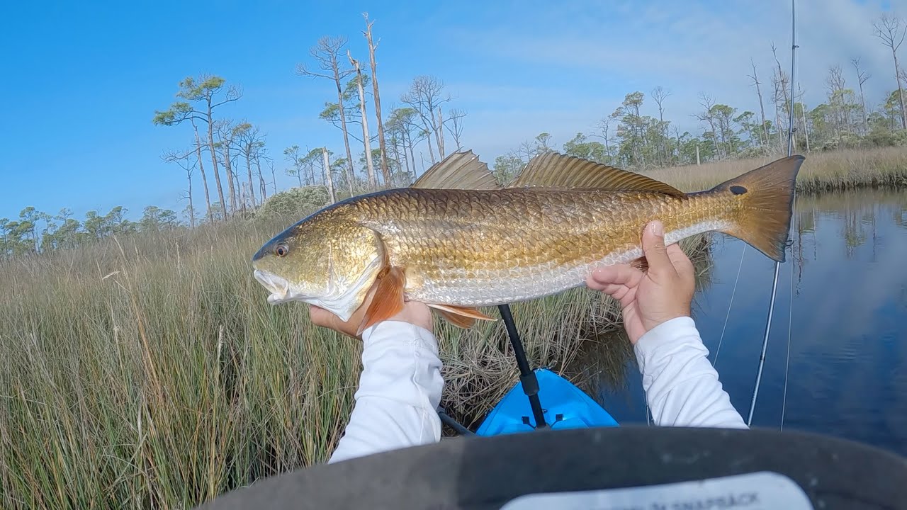 Top water fishing for #alabama #redfish - YouTube