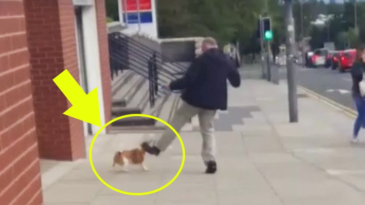 This Man Get Out of His Car & Kicked a Stray Dog. What Happened Next Is ...