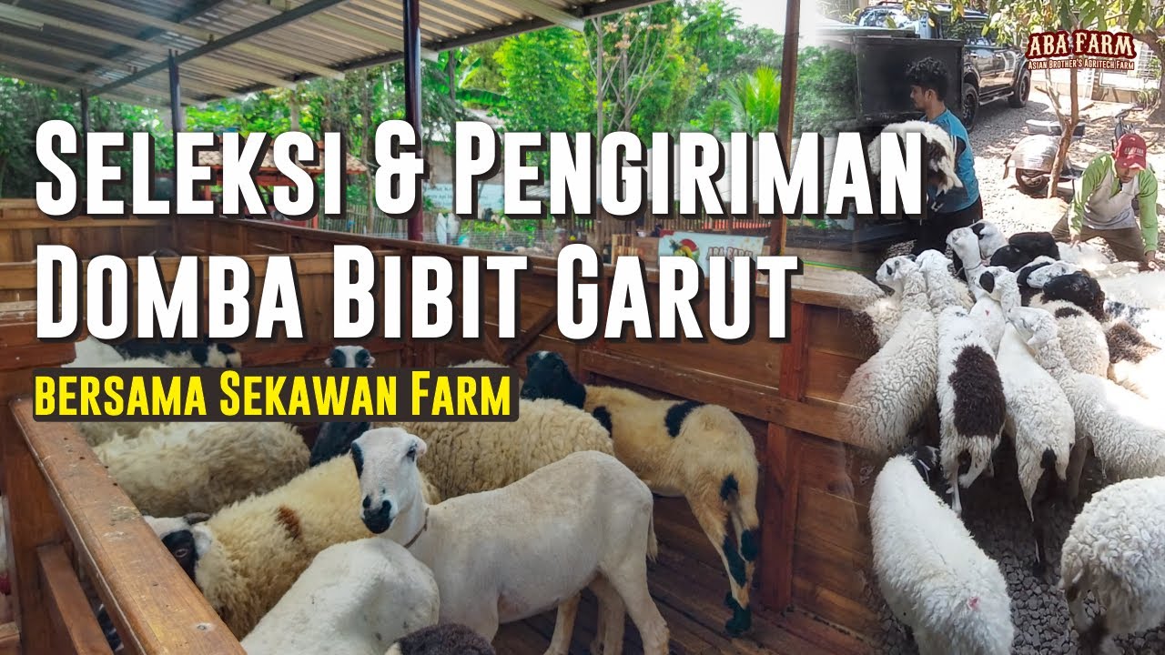 DOMBA BIBIT ABA FARM DI PILIH LANGSUNG OLEH PETERNAK UNTUK DI BAWA KE ...