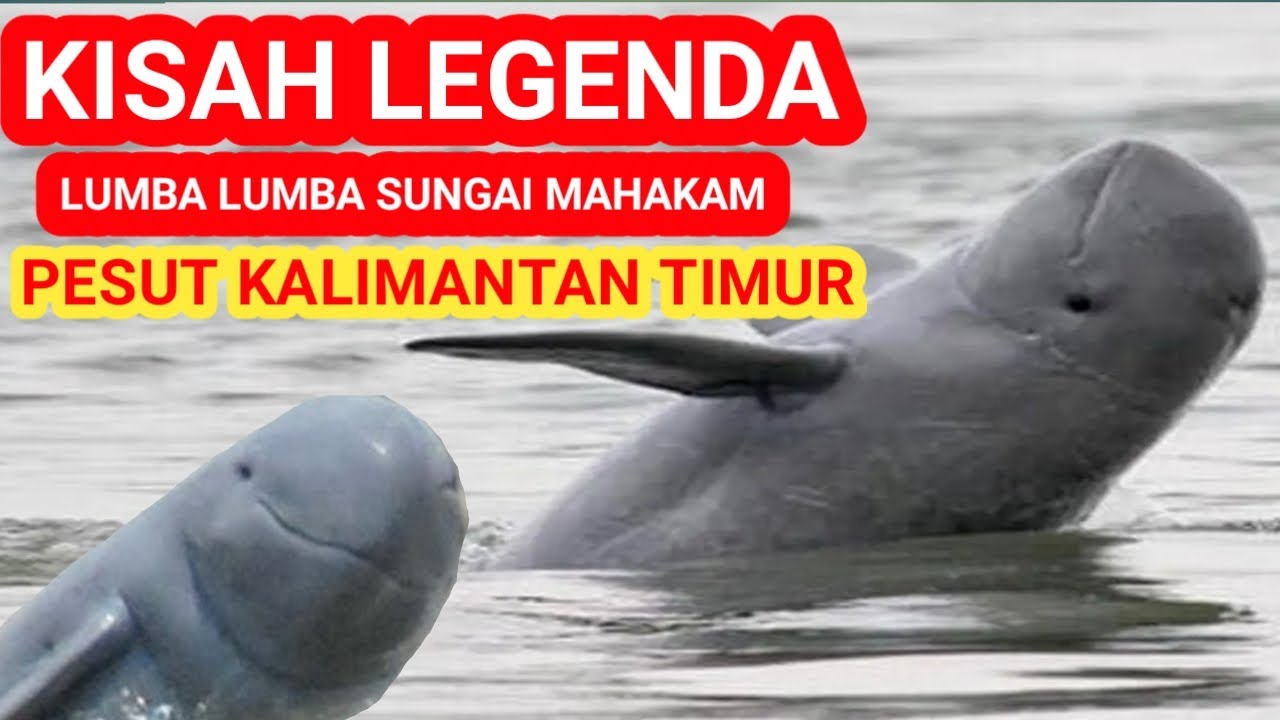 KISAH LEGENDA PESUT LUMBA LUMBA SUNGAI MAHAKAM - YouTube