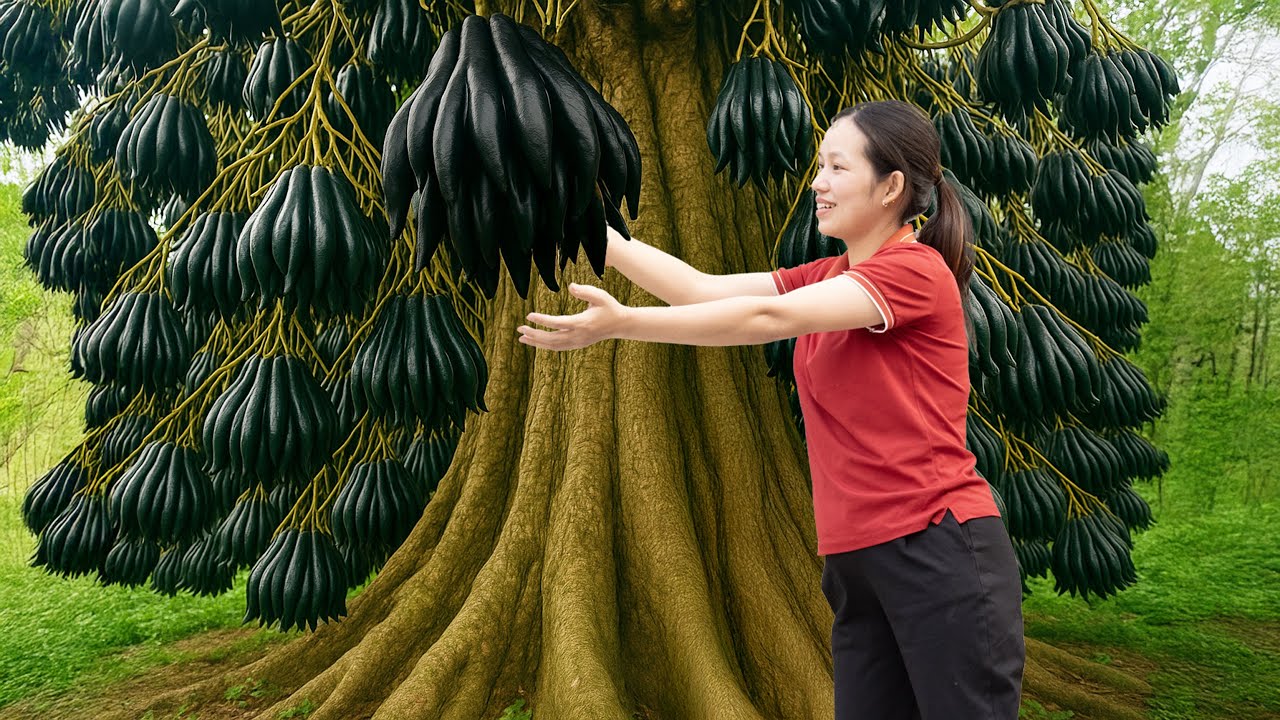 Harvesting Hybrid Buddha’s Hand on Ancient Trees—So Rare It Sold Out ...
