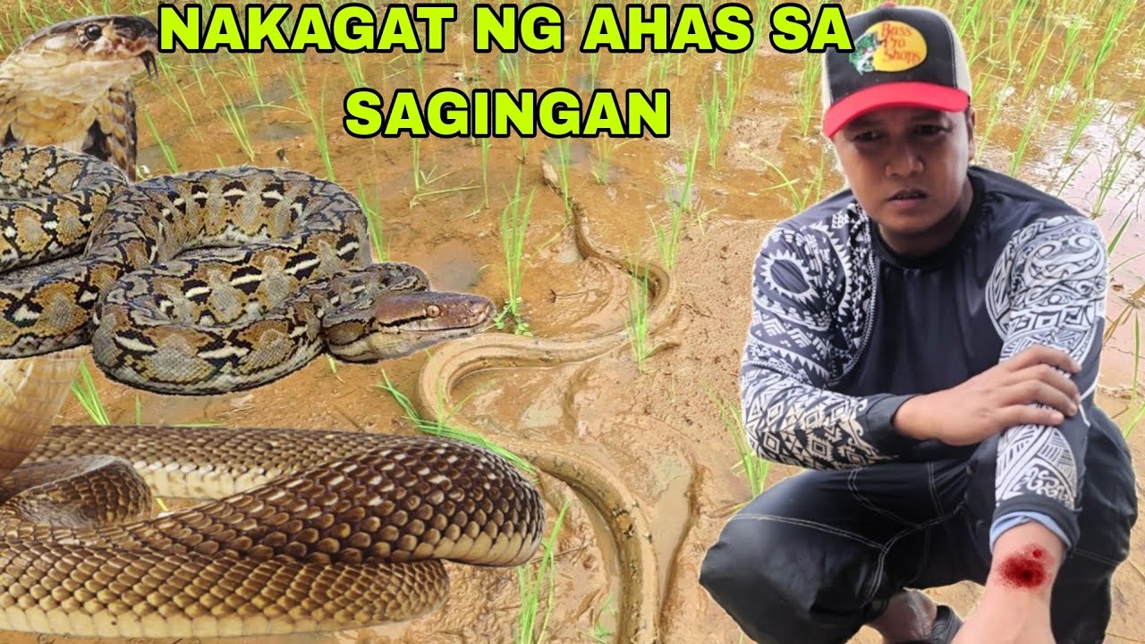 Nakagat ako ng mamaw na Ahas yanong sakit..Kinakatatakutan ahas ng mga ...