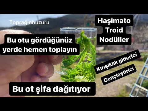 Yapışkan ot yoğurt otu tiroid düşmanı üstelik bir çok hastalığa şifa