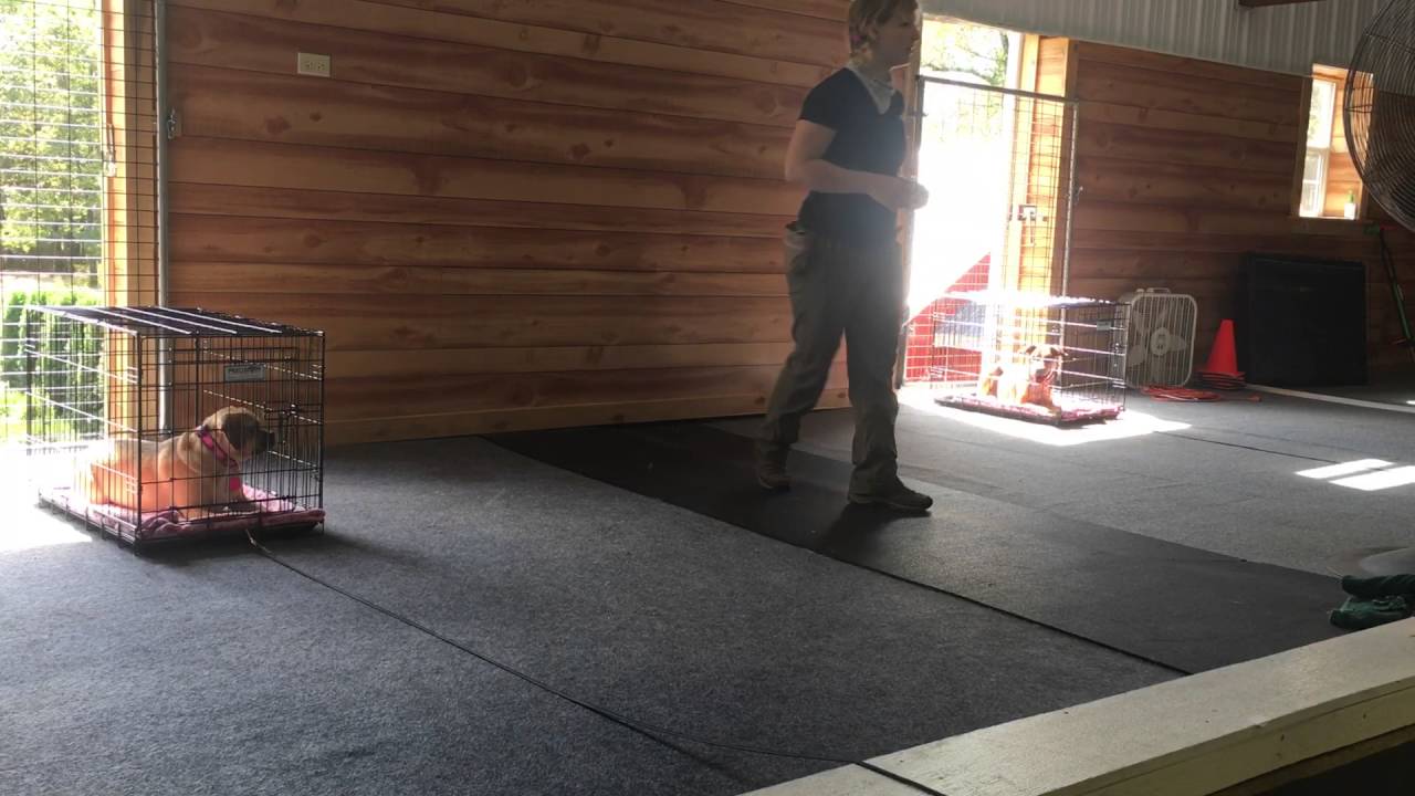 Tactical heel position shaping and patient dogs in training - YouTube