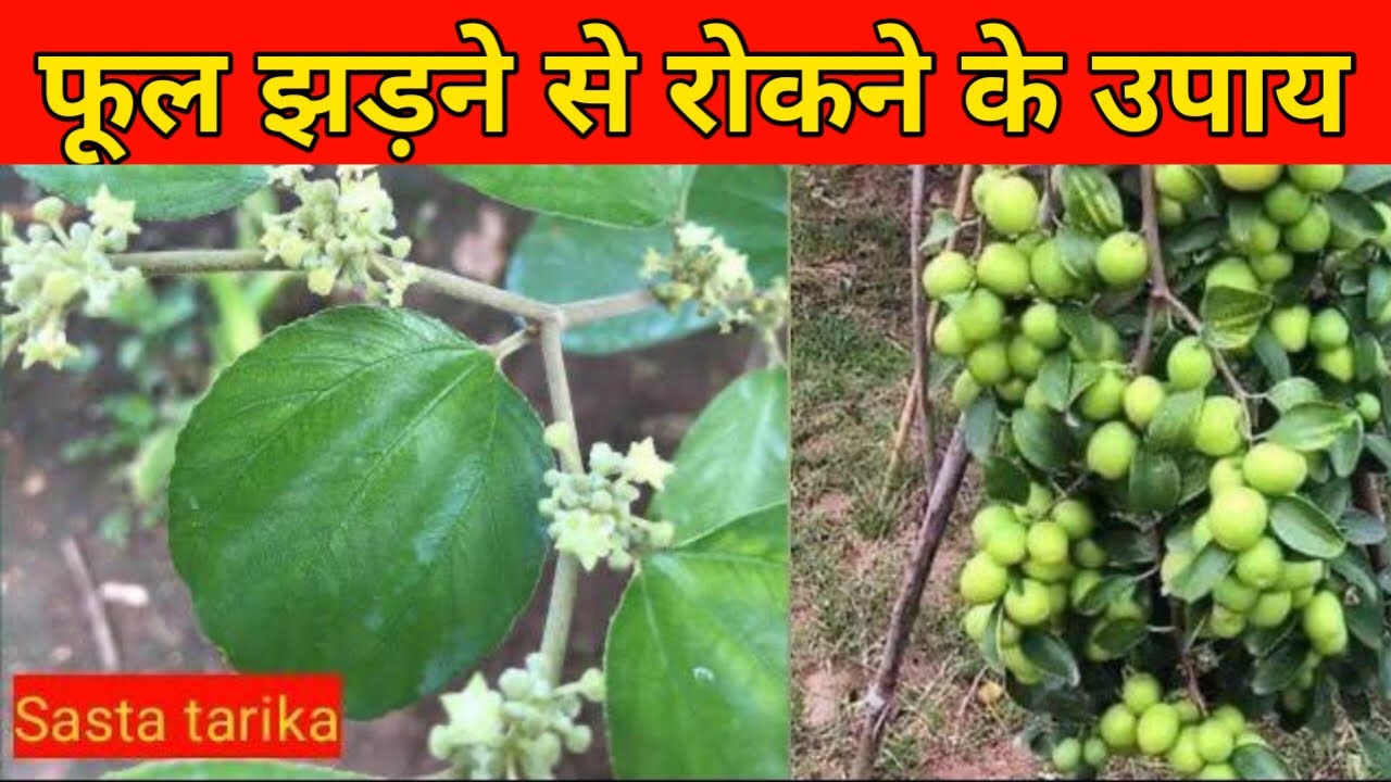 फूल झड़ने से रोकने के उपाय | Apple ber farming flower dropping full ...