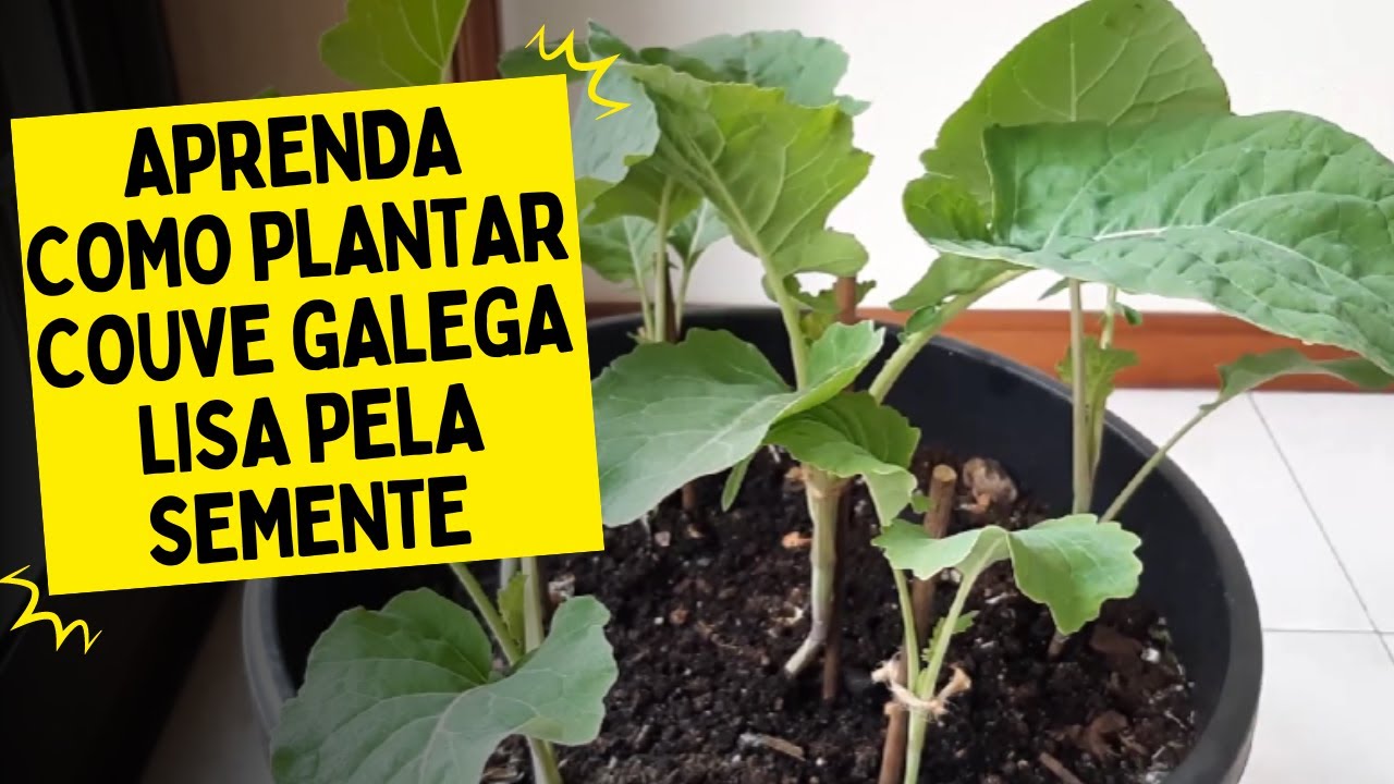 COMO SEMEAR COUVE GALEGA LISA - SEMENTEIRA E CUIDADOS - YouTube