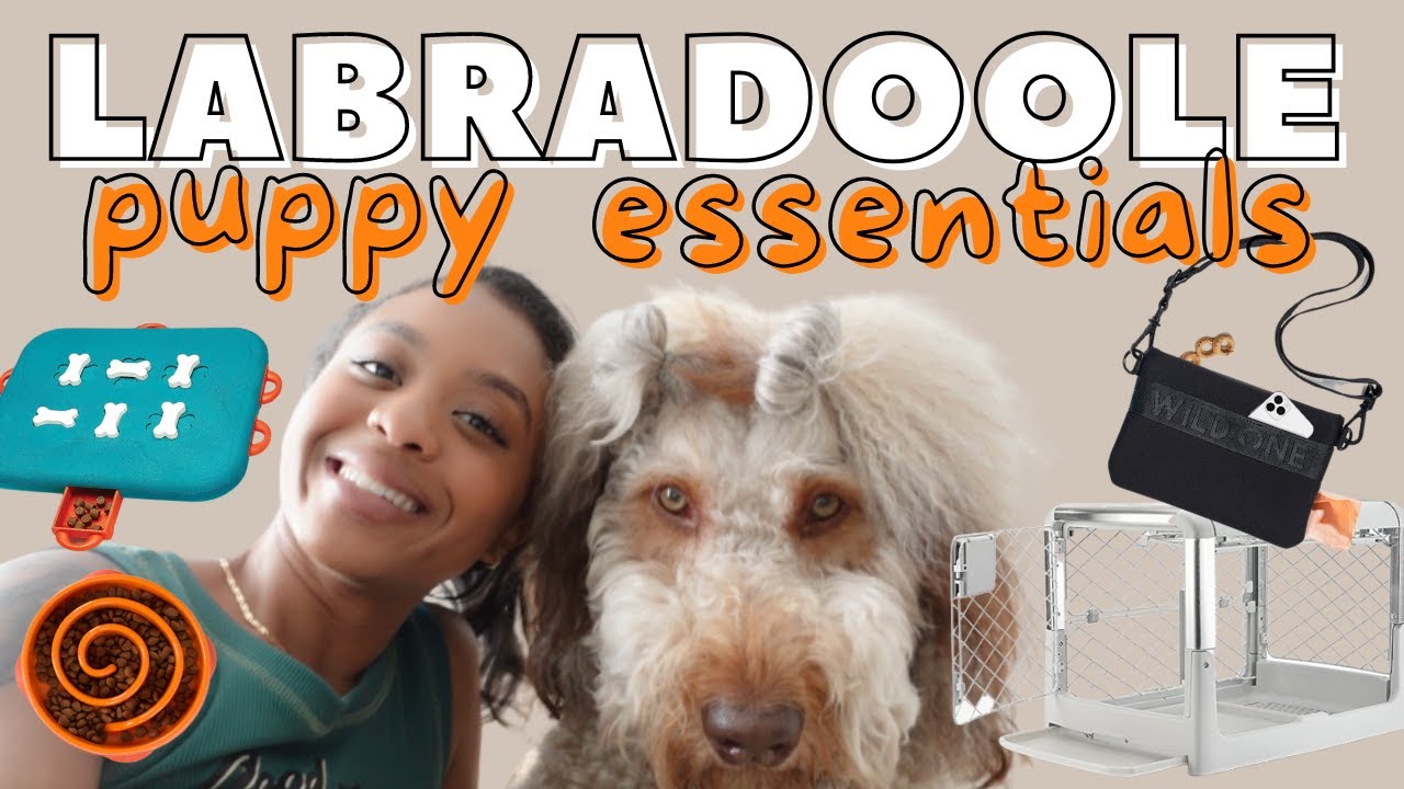 Labradoodle Puppy Essentials || Diggs Revol Crate, Grooming Must-Haves ...
