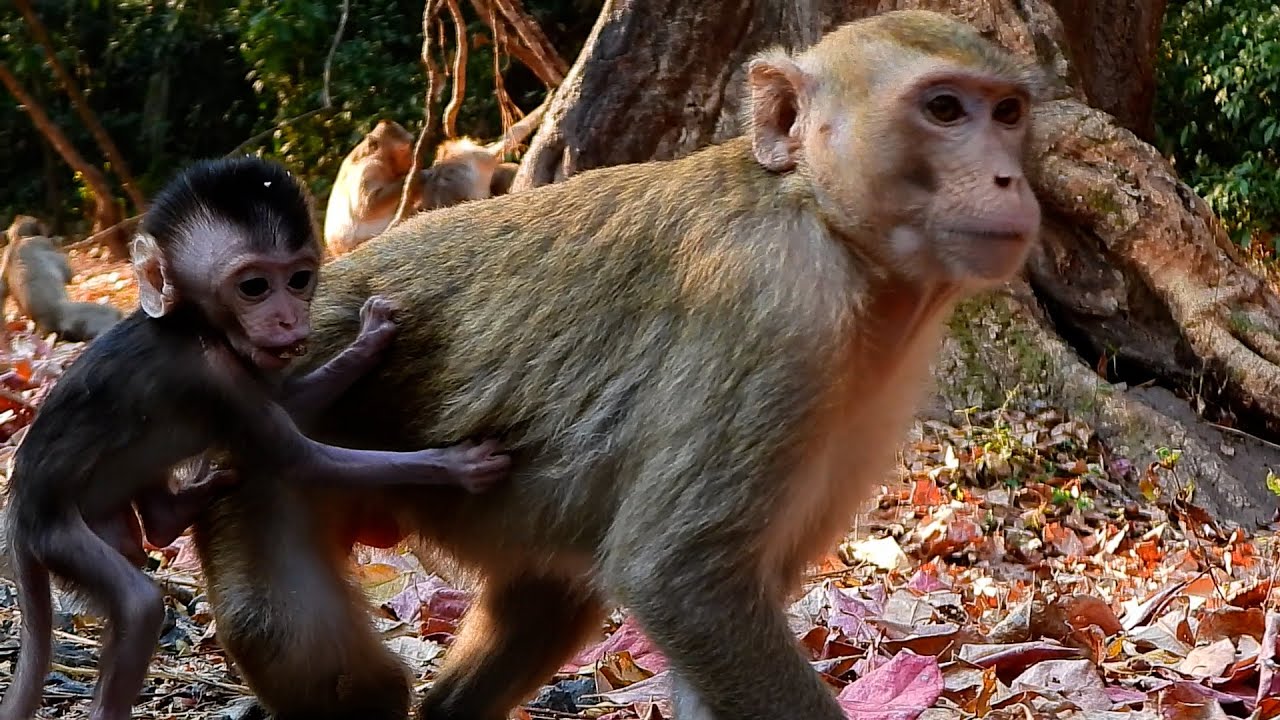 Eric Baby Monkey and Momma Elpida - YouTube