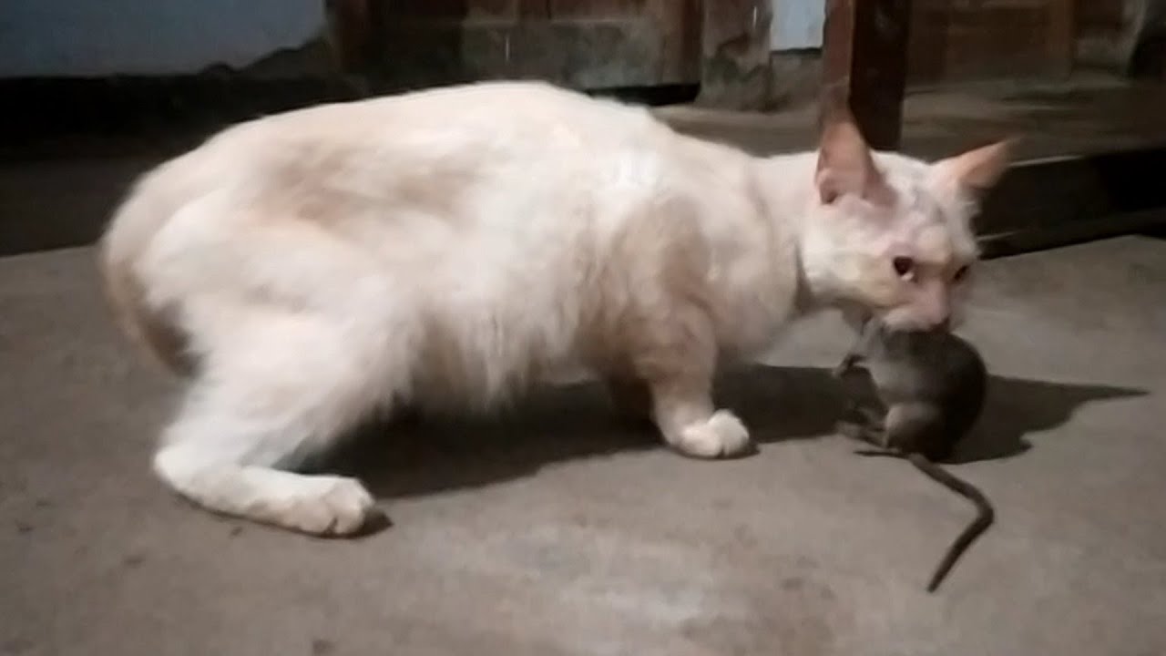 Kucing menangkap tikus.. tikusnya mau lari akhirnya begini !!! cat vs ...
