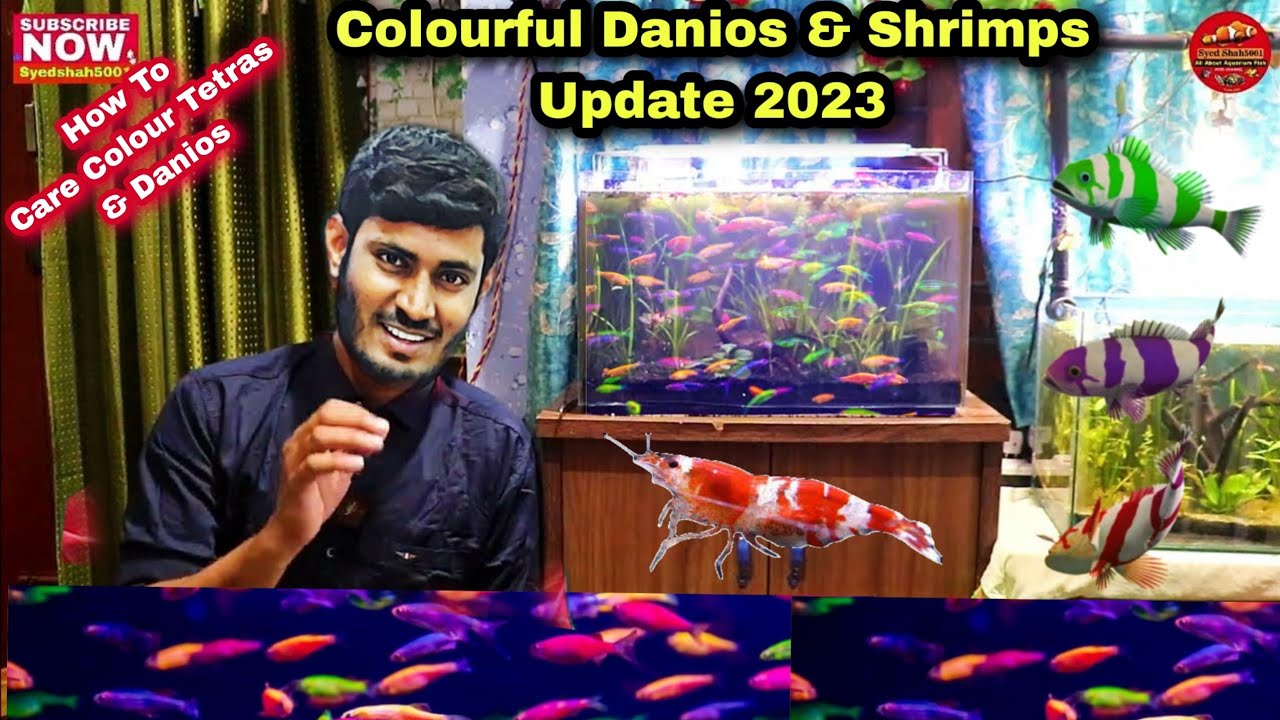 Shrimps and colourful Danios update 2023 - How to care Danios Fish ...