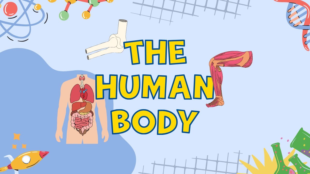 The Human Body for Kids | Bones, Muscles & Organs Explained | STEM ...
