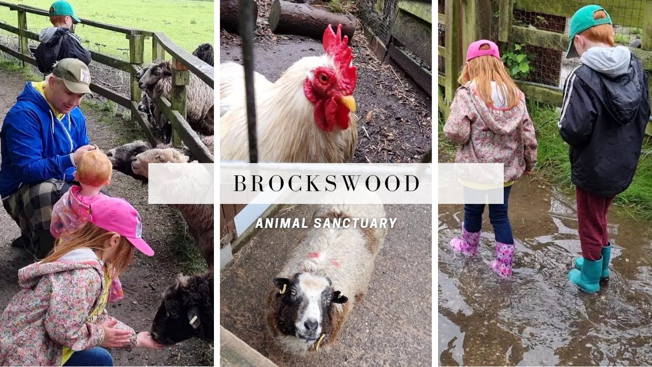 Brockswood Animal Sanctuary - YouTube