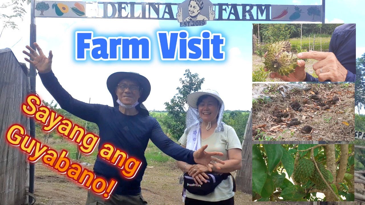 V#23 - Farm Visit - Sayang Ang Guyabano! - YouTube