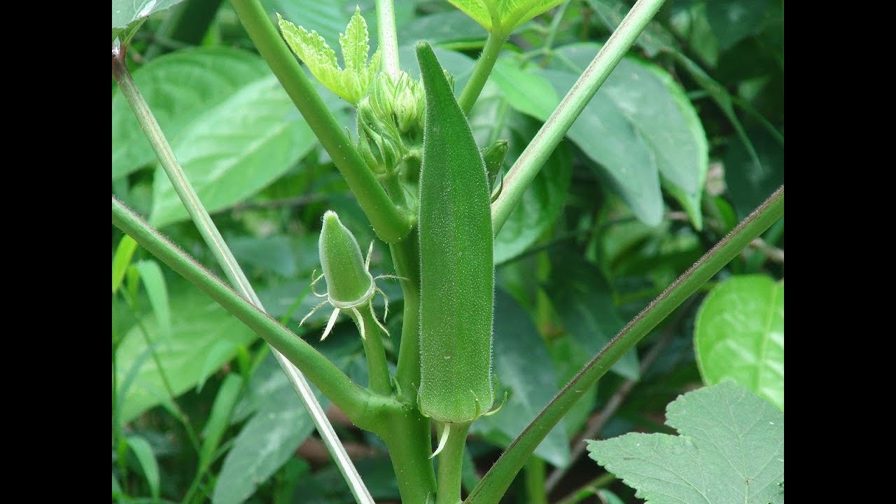 Okra Farming (day 1) - YouTube