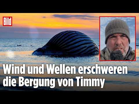 WAL-KADAVER SOLL GEBORGEN WERDEN: Es herrscht akute Explosionsgefahr!
